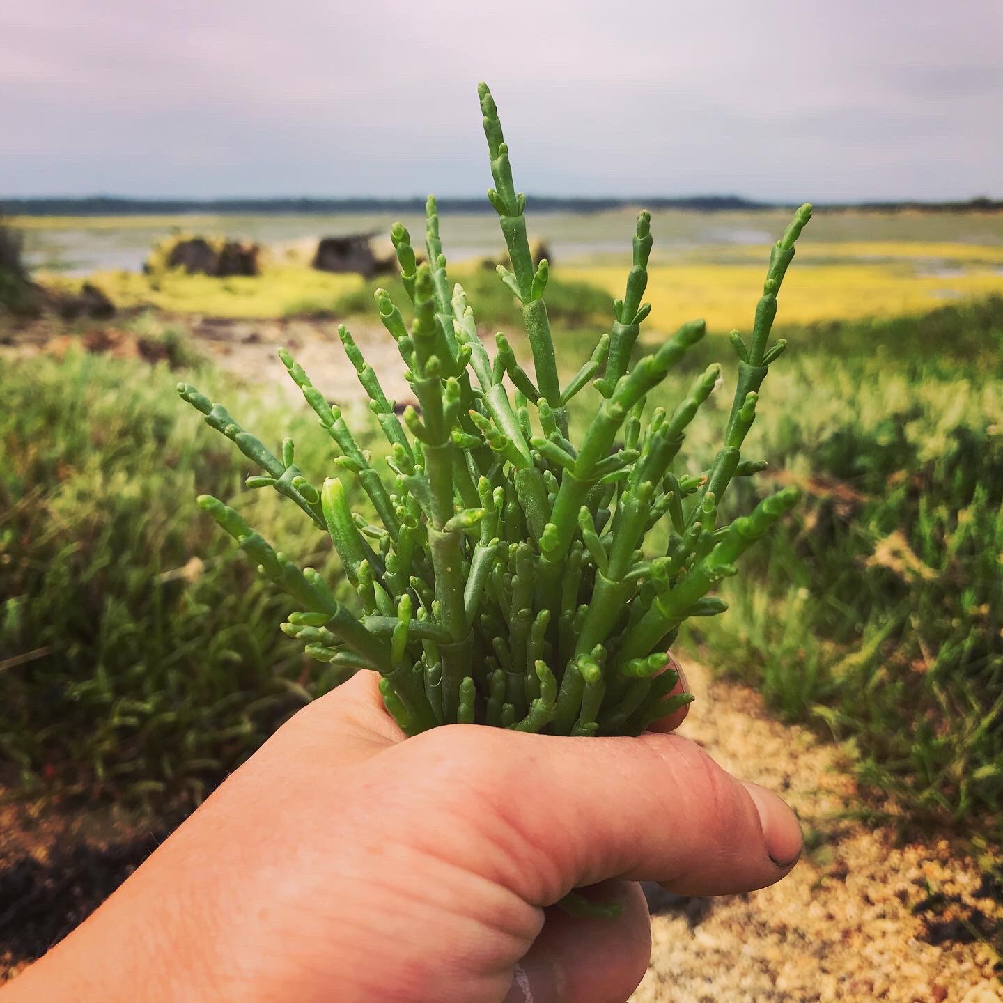 Marsh Samphire – ForageForKnowledge
