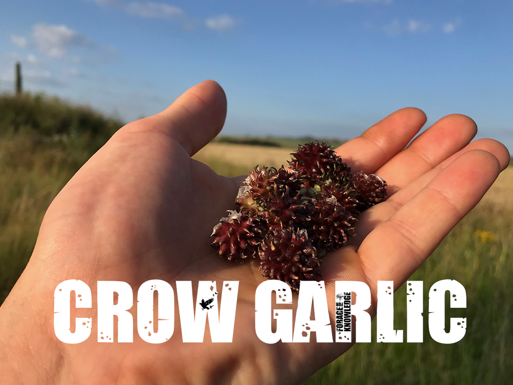 Crow Garlic – ForageForKnowledge