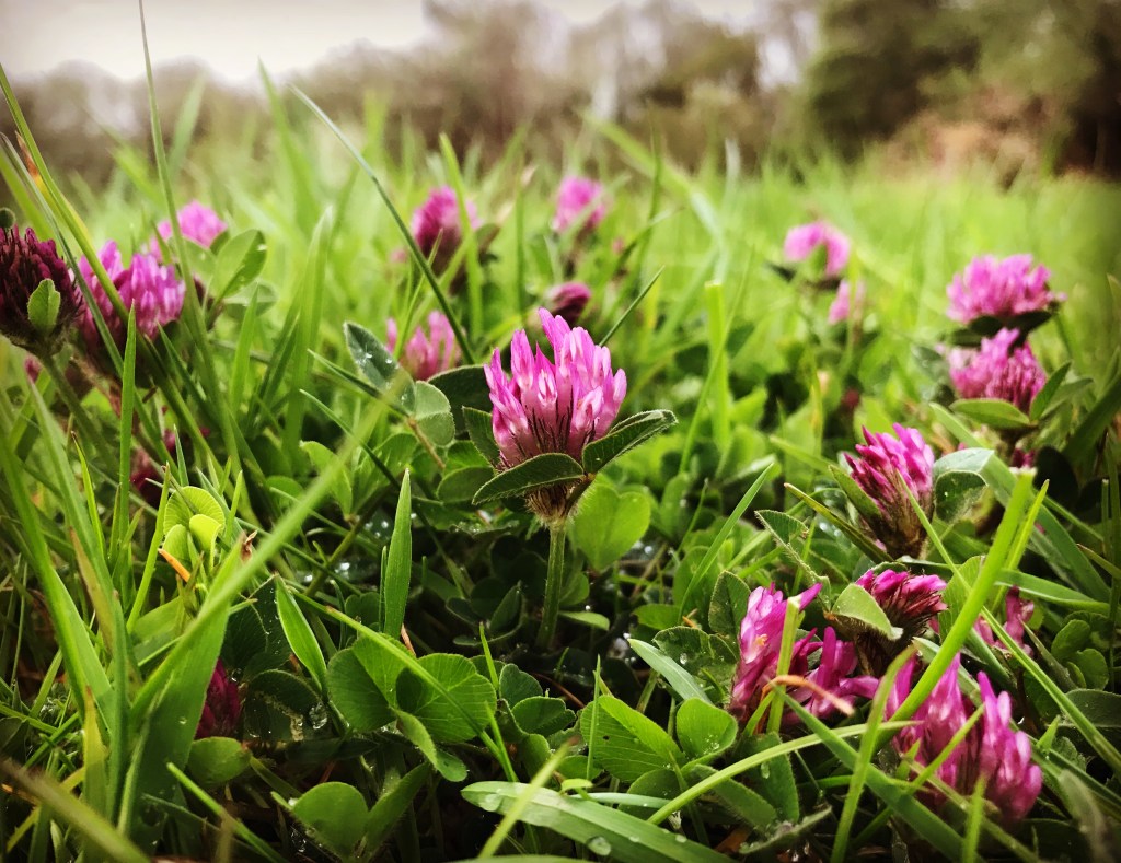 Red Clover – ForageForKnowledge