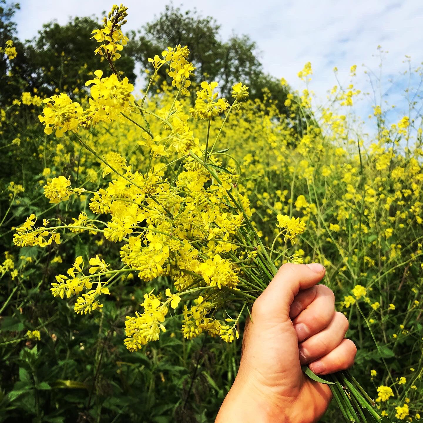 Wild Mustard Flowers – ForageForKnowledge
