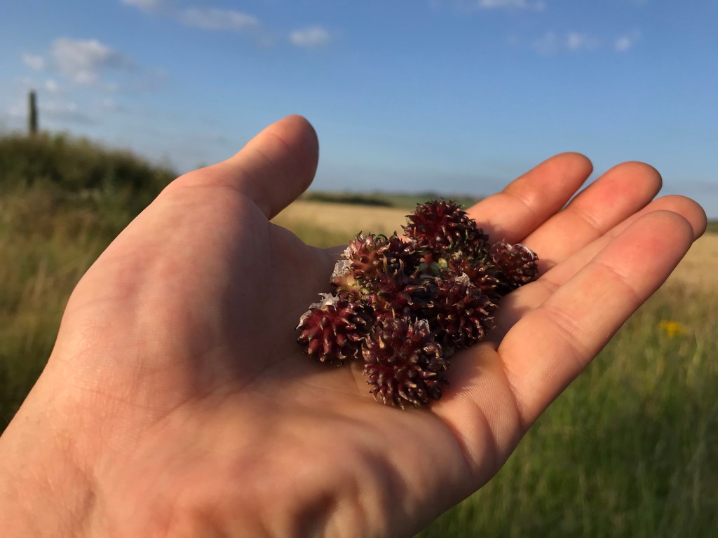 Crow Garlic – ForageForKnowledge