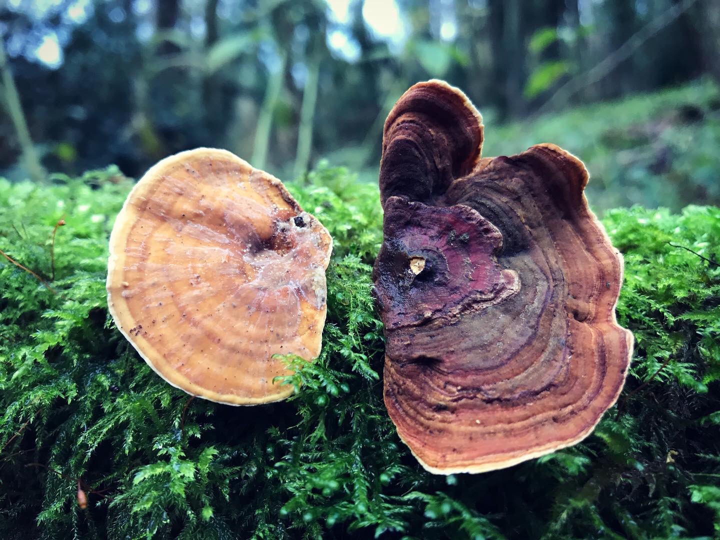 False Turkey Tail – ForageForKnowledge